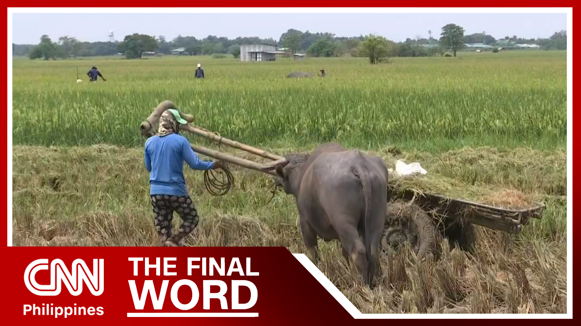Some farmers in Pangasinan start harvesting rice - newswatchplus.ph