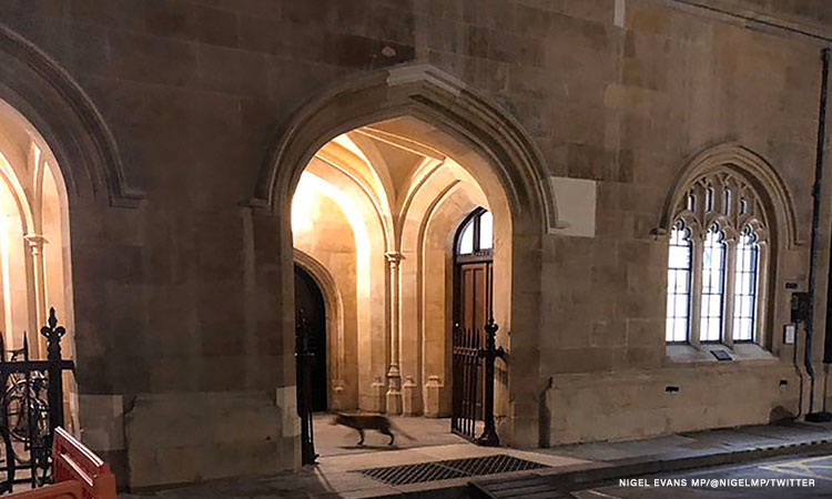 A fox sneaked into the British Parliament and caused mayhem ...