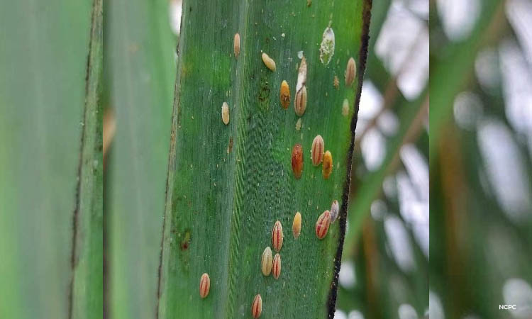 Pest infestation hits main sugar-producing Negros Occidental ...