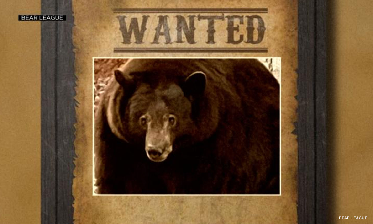 Wanted: A 500-pound black bear that has broken into nearly 30 ...